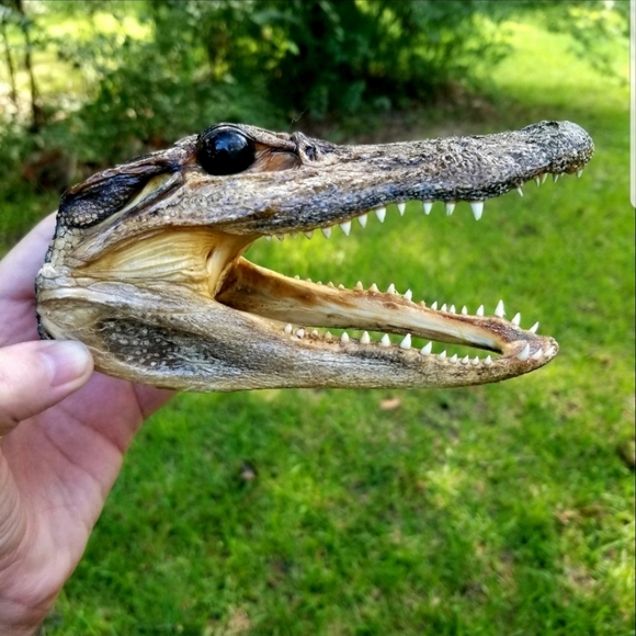 Other | Authentic Taxidermist Alligator Head | Poshmark